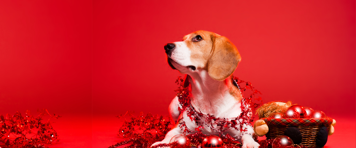 Merry Dog Christmas Free Downloadables | Glyde Mobility Chews for Dogs